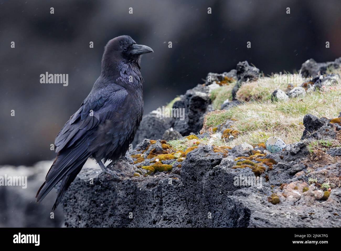 Common Raven Corvus corax varius), side view of an adult standing on a ...