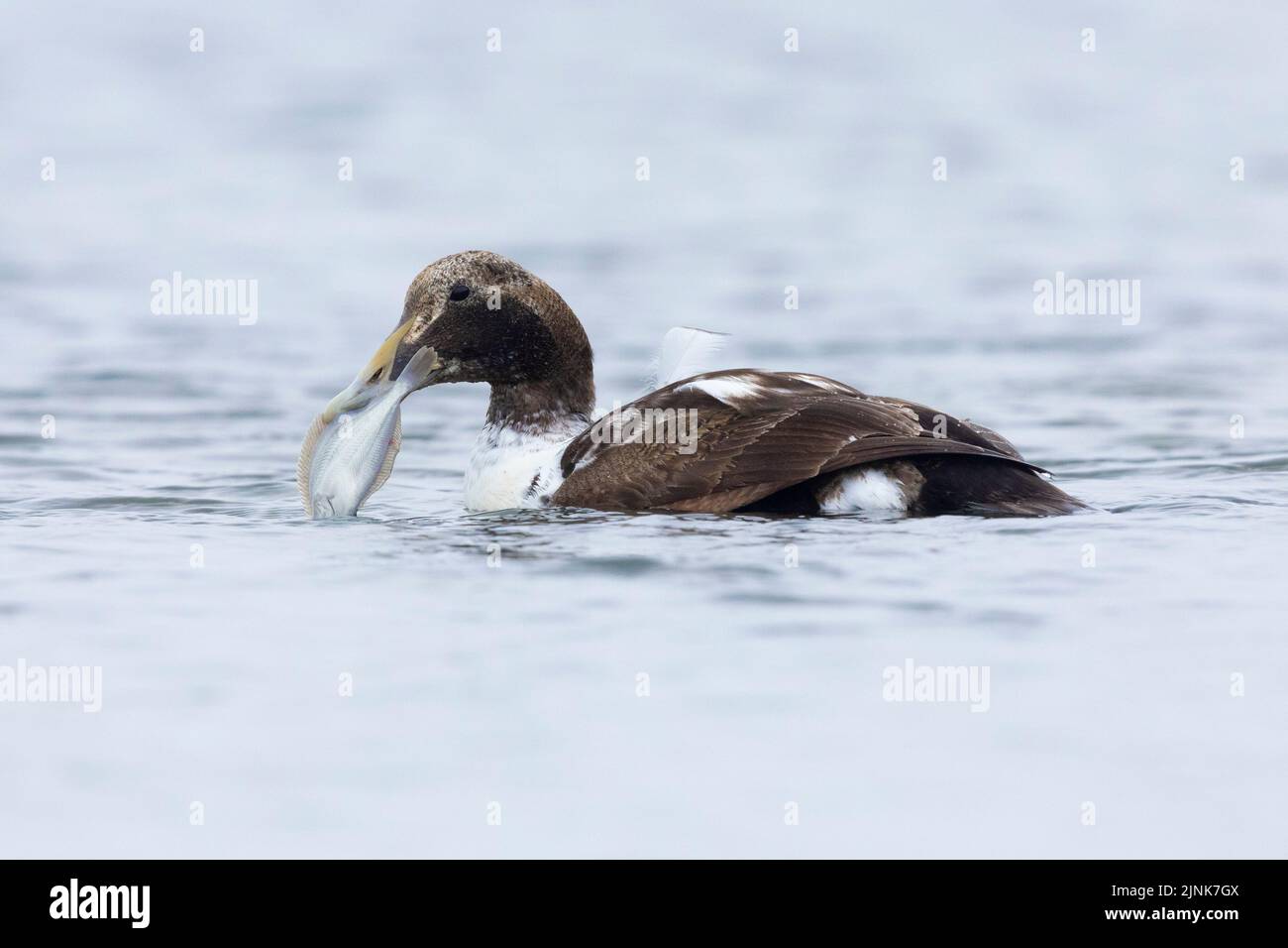 Common Eider (Somateria mollissima borealis), side view of an immature ...