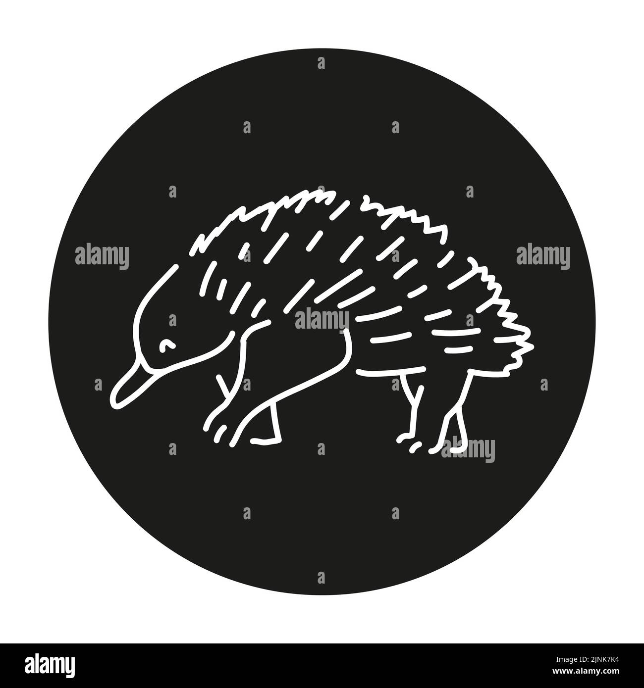 Australian echidna color line illustration. Animals of Australia Stock ...