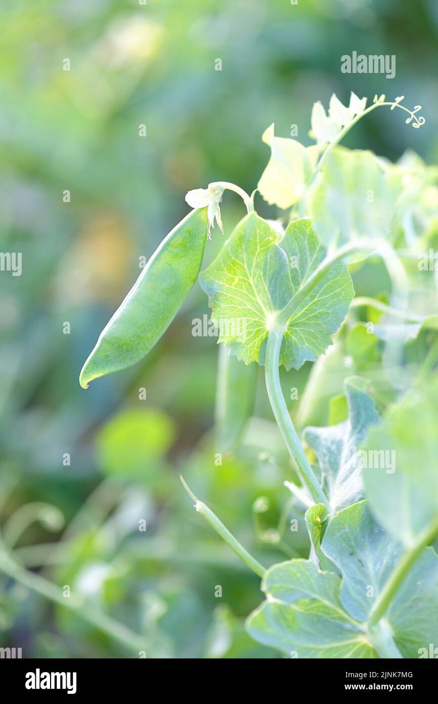 Young plant of green peas with pea pods in the garden. Summer ...