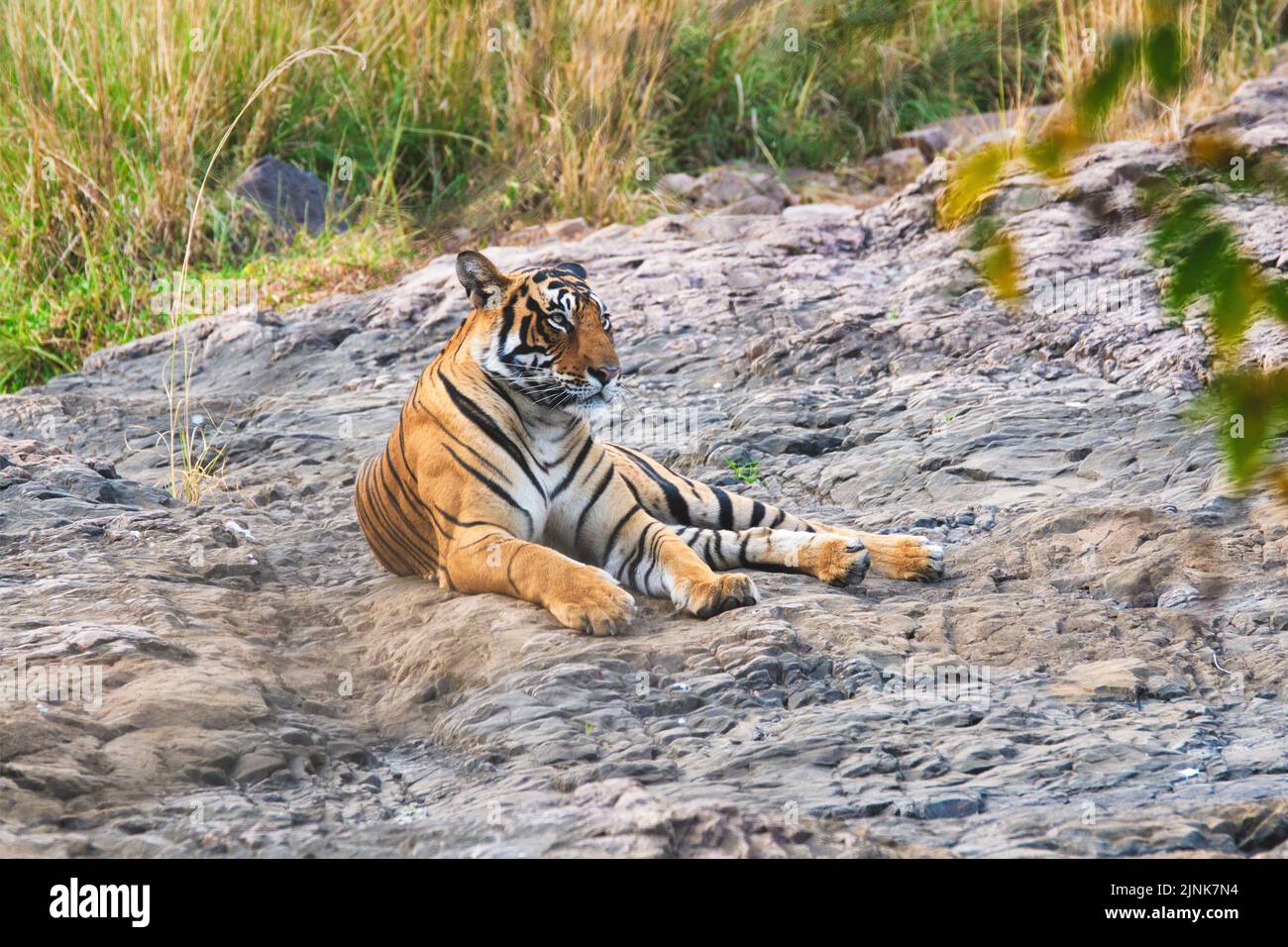Tiger Panthera Tigris Tigers Stock Photo Alamy