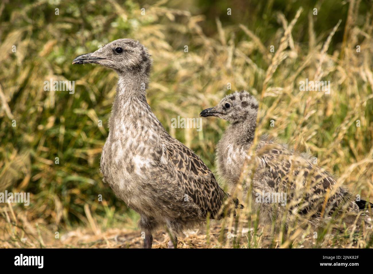 Two lesser black-back gull chicks stood in long grass, Inchcolm Stock ...