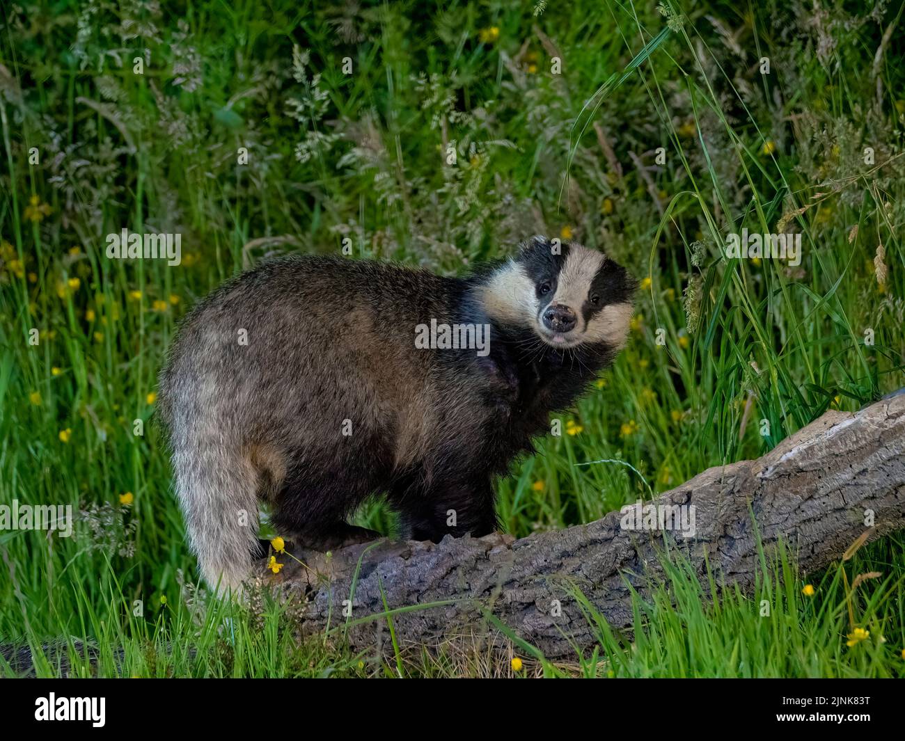 These images were taken by photographer Ron McCombe in his back garden ...