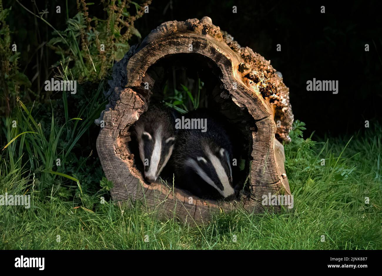 Two badgers appear to be very cosy inside the hollowed-out tree. HAWICK ...