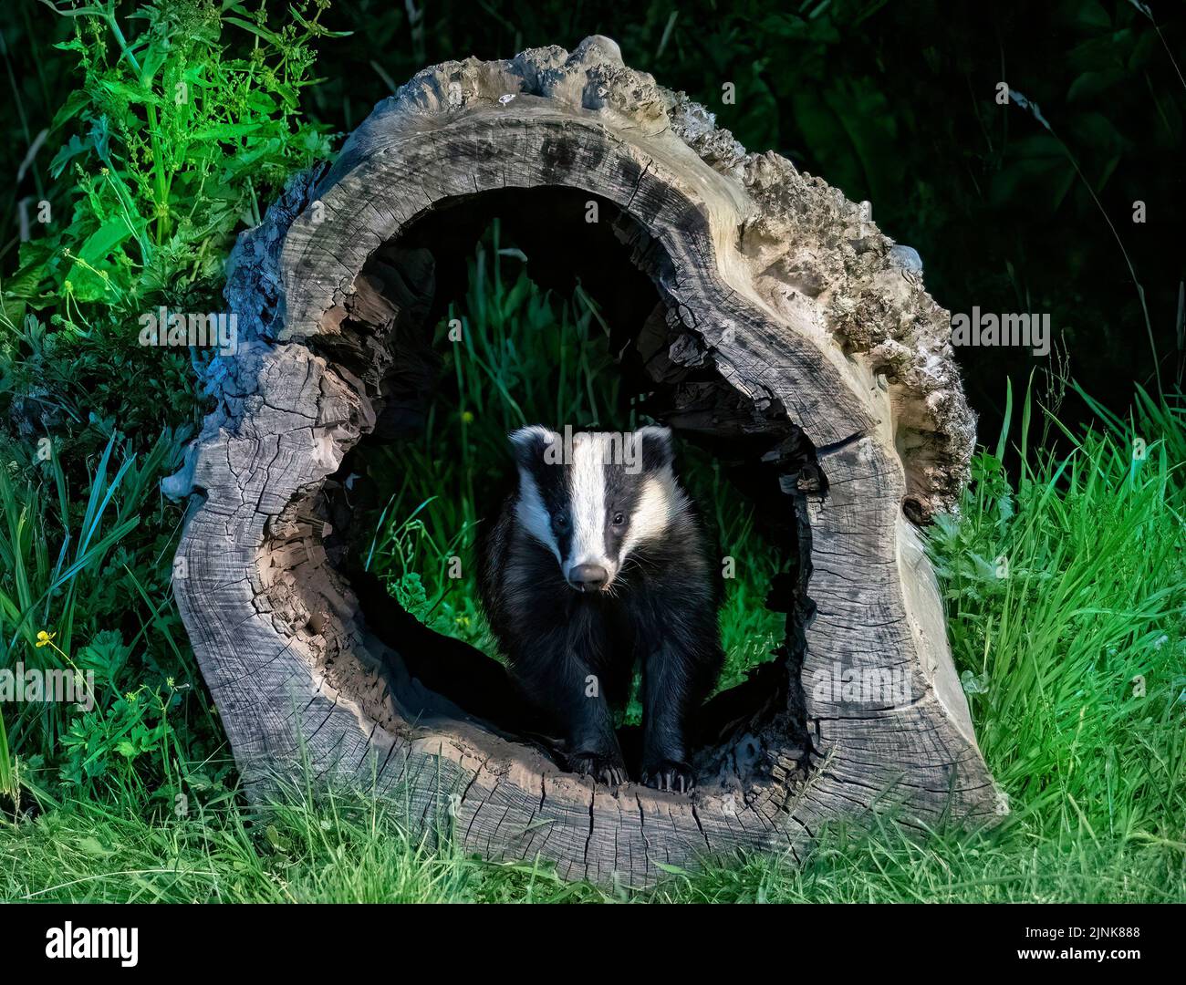 Photographing badgers hi-res stock photography and images - Alamy