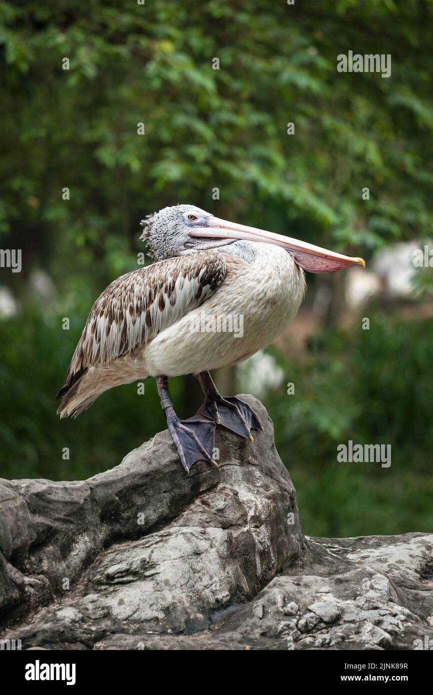 Graupelikan hi-res stock photography and images - Alamy