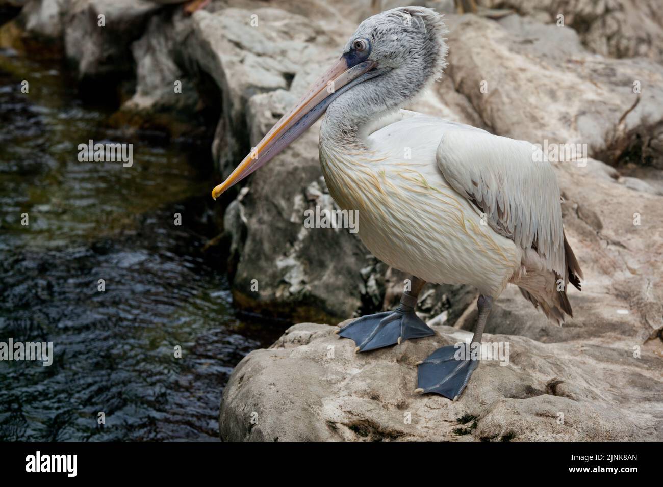 graupelikan, pelecaniformes, pelecanus philippensis Stock Photo - Alamy