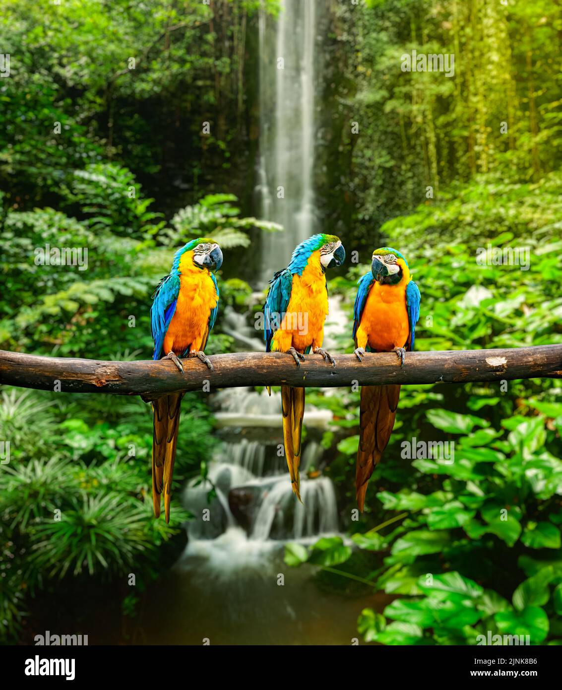 gold and blue macaw, ara ararauna, eigentliche aras, gold and blue ...