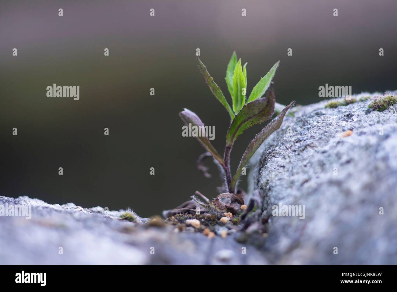 Wild Irish flowers shot with a portrait Stock Photo - Alamy