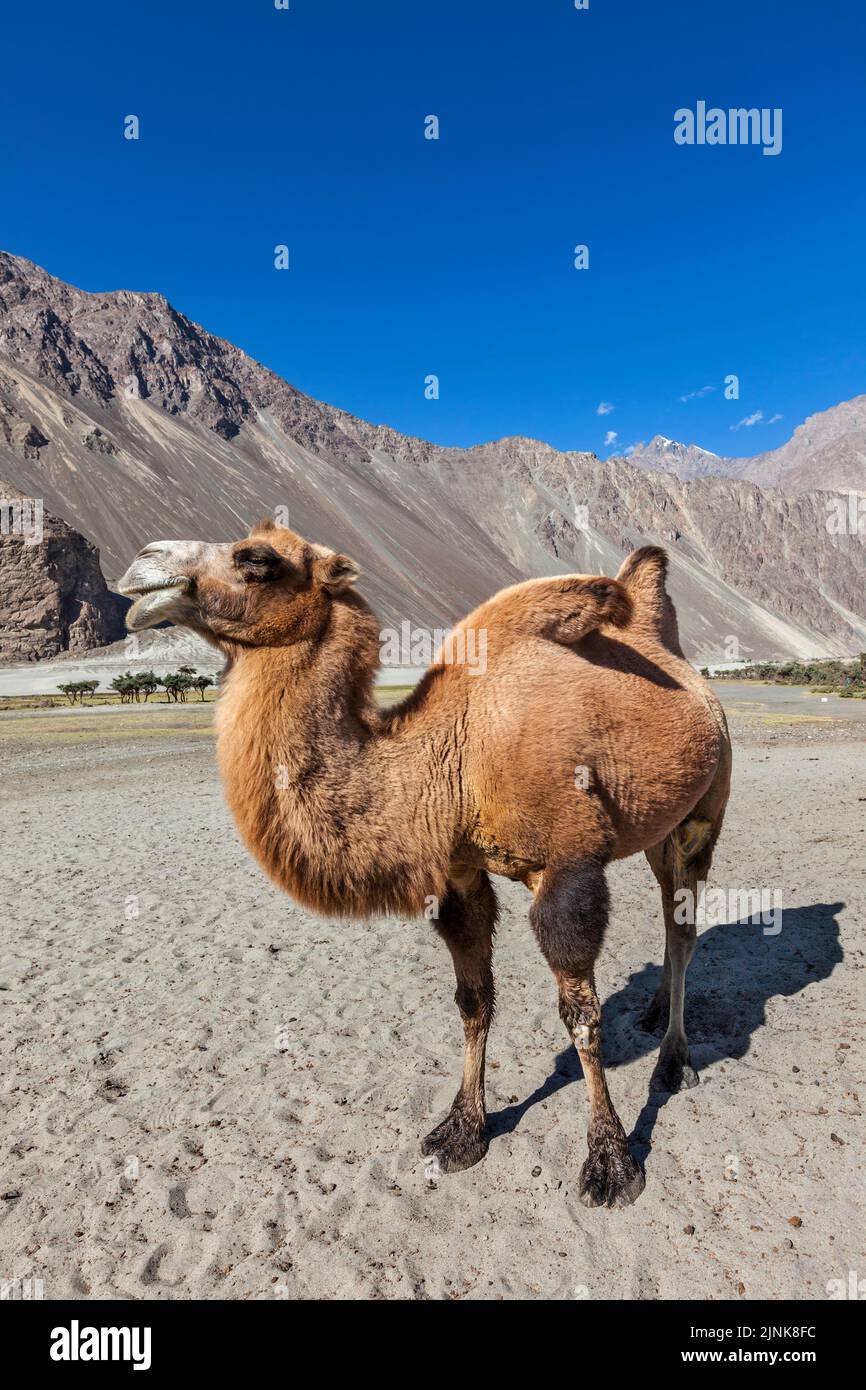 Camel cool hi-res stock photography and images - Alamy