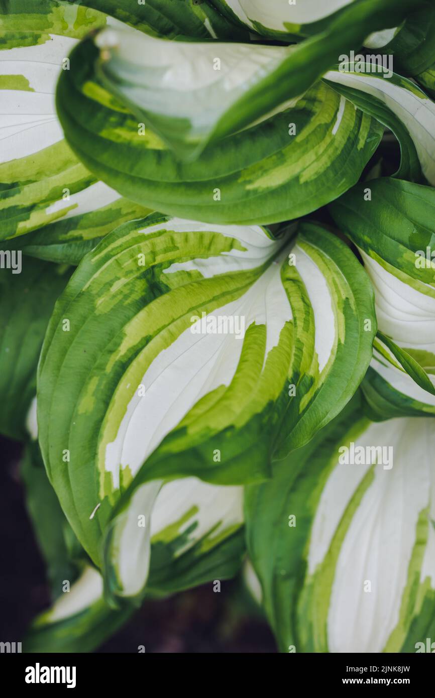 Hosta plant, variety Undulata in the garden, Poland Stock Photo - Alamy