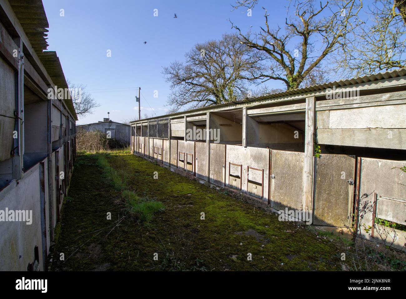 old derelict and unused Devon pig farm with muddy fields, leafless ...
