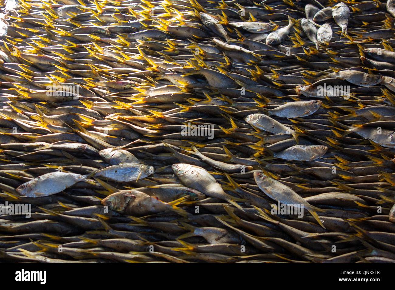 Bonga fish hi-res stock photography and images - Alamy