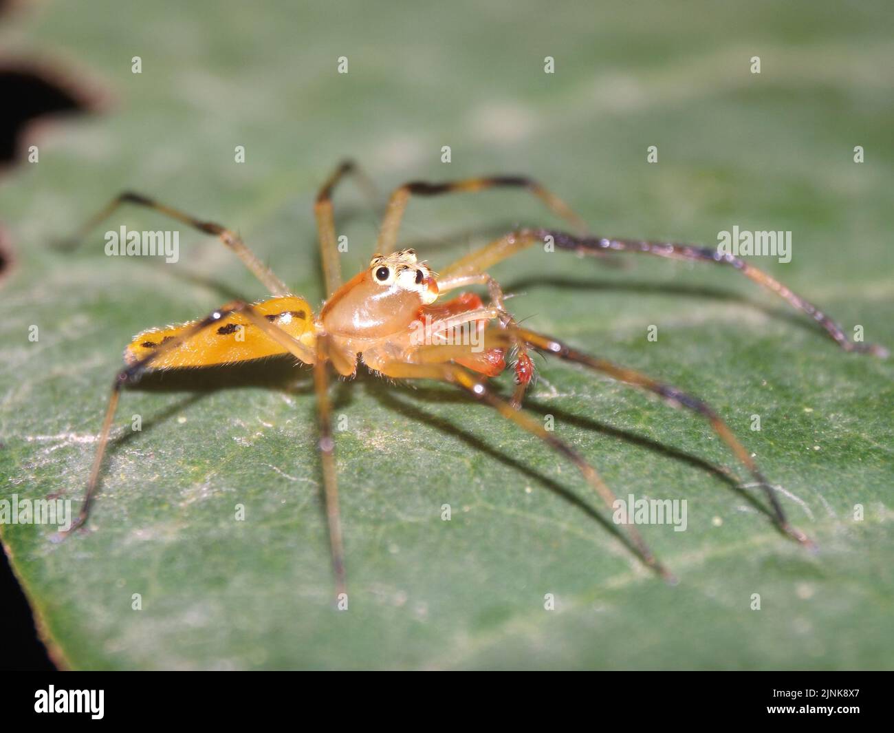 Spider species isolated on a dark background from the jungle of Belize ...