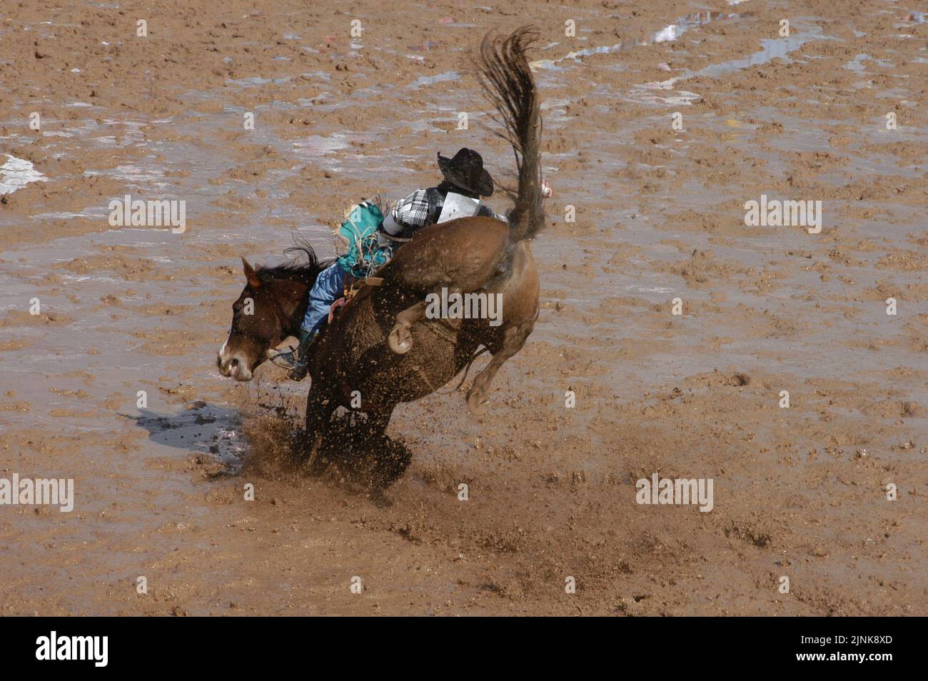 Rodeo bucking bronco Stock Photo - Alamy
