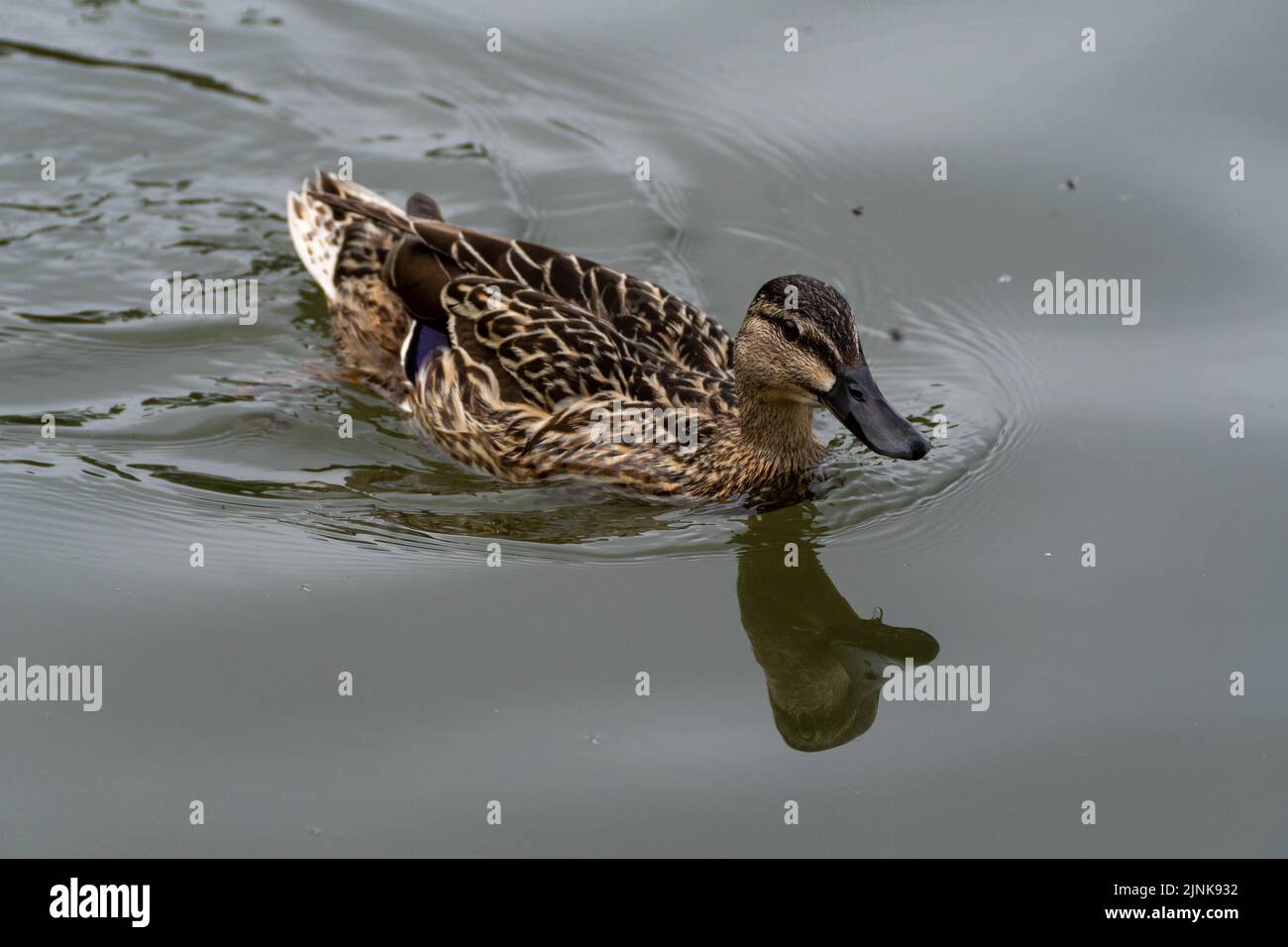 A female mallard swimming in a lake with a reflection of the duck's ...