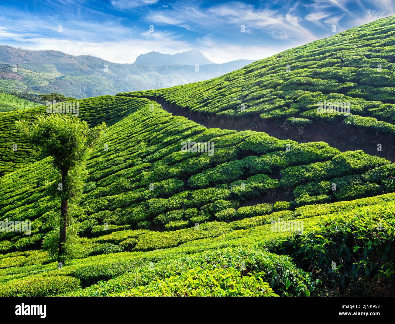 tea plantation, munnar, westghats, tea crop, tea plantations Stock ...