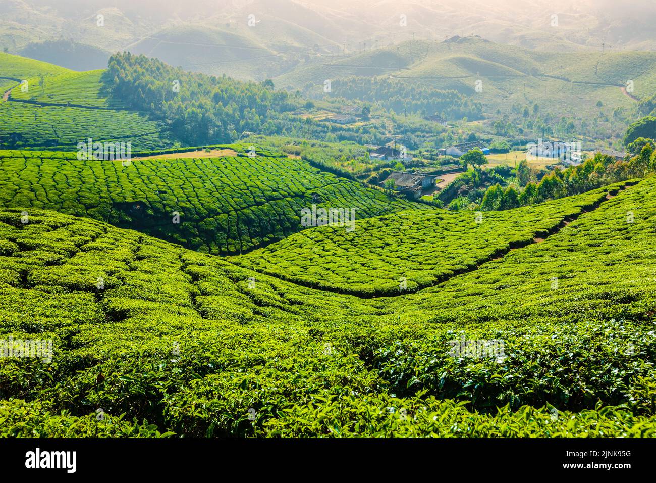 agriculture, crop, tea plantation, munnar, agricultures, crops, plant ...