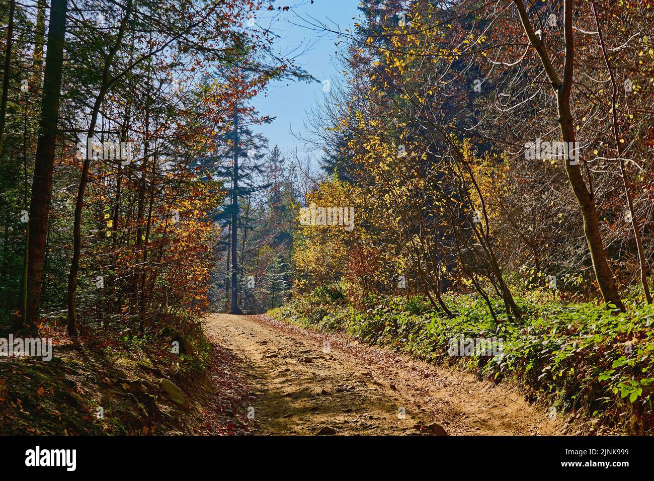 Mountain dirt country road in bright multi colored autumn colors in the ...