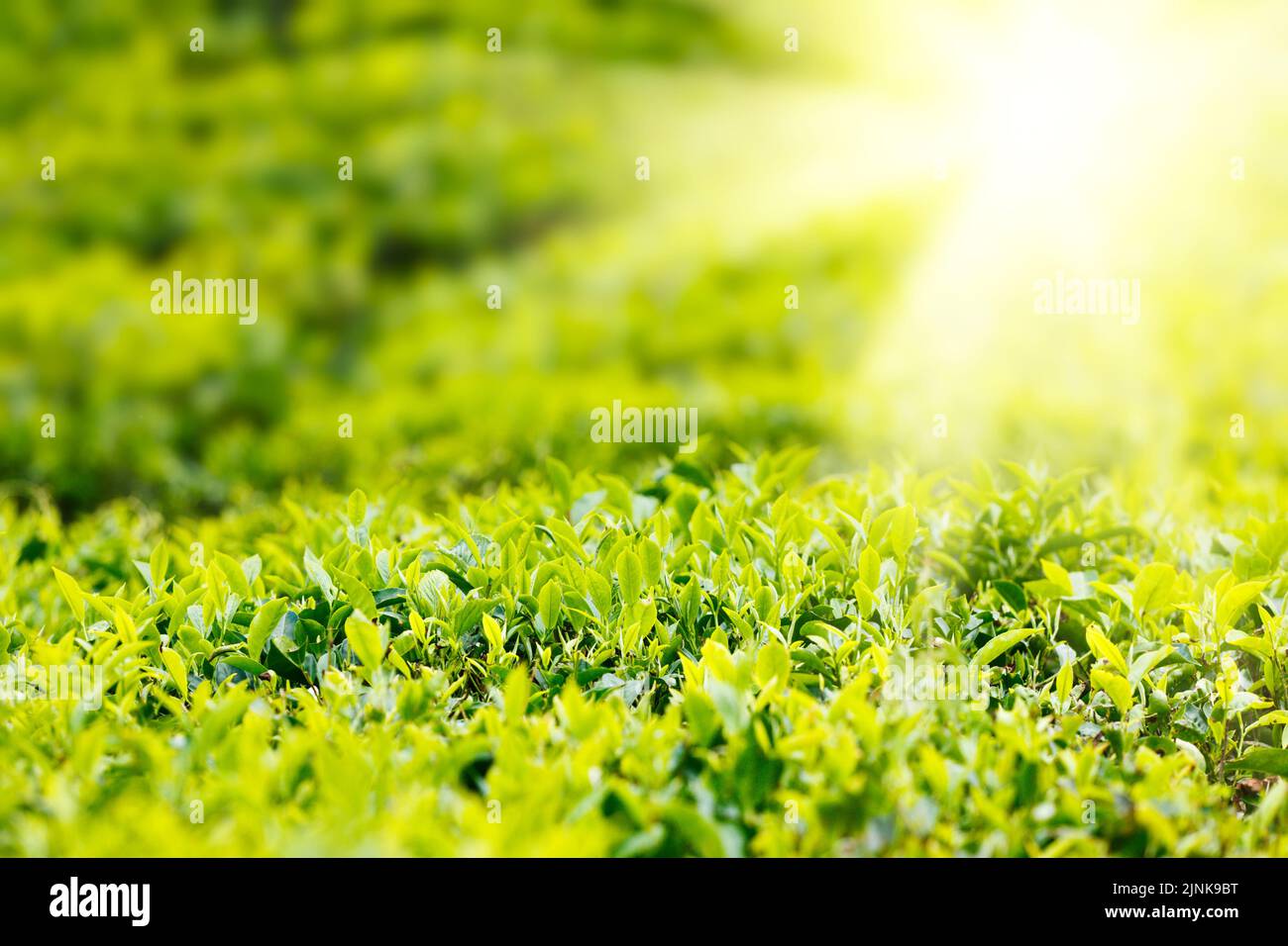 tea, crop, outbuilding, teas, crops, plant, outbuildings Stock Photo ...