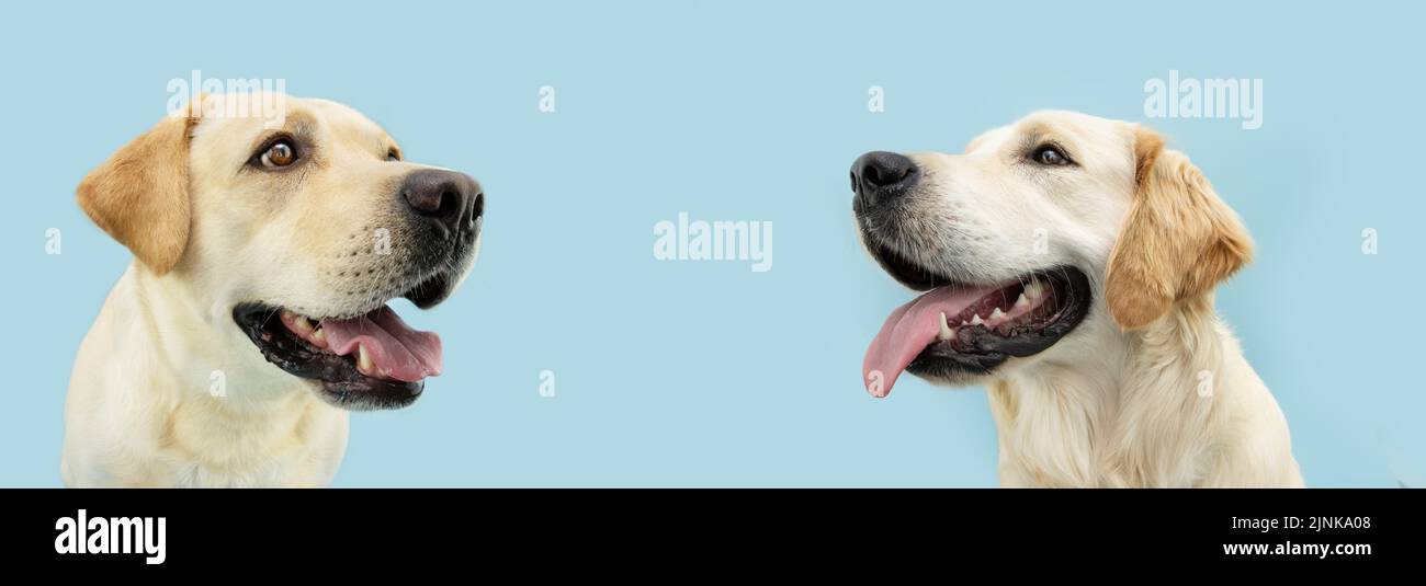 Portrait golden and labrador retriever puppy dog showing teeth and ...