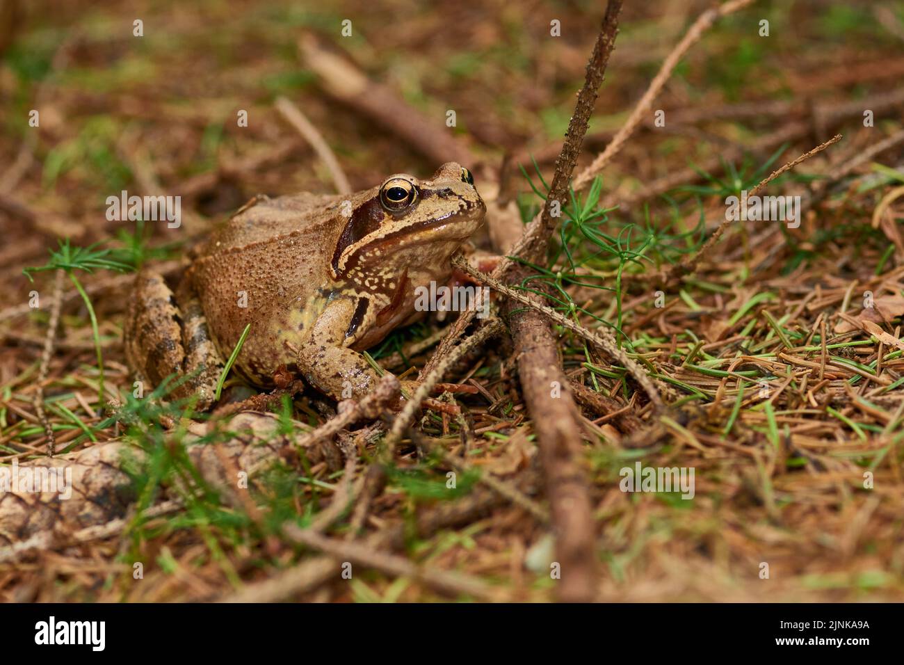 common frog, rana temporaria, common frogs Stock Photo - Alamy