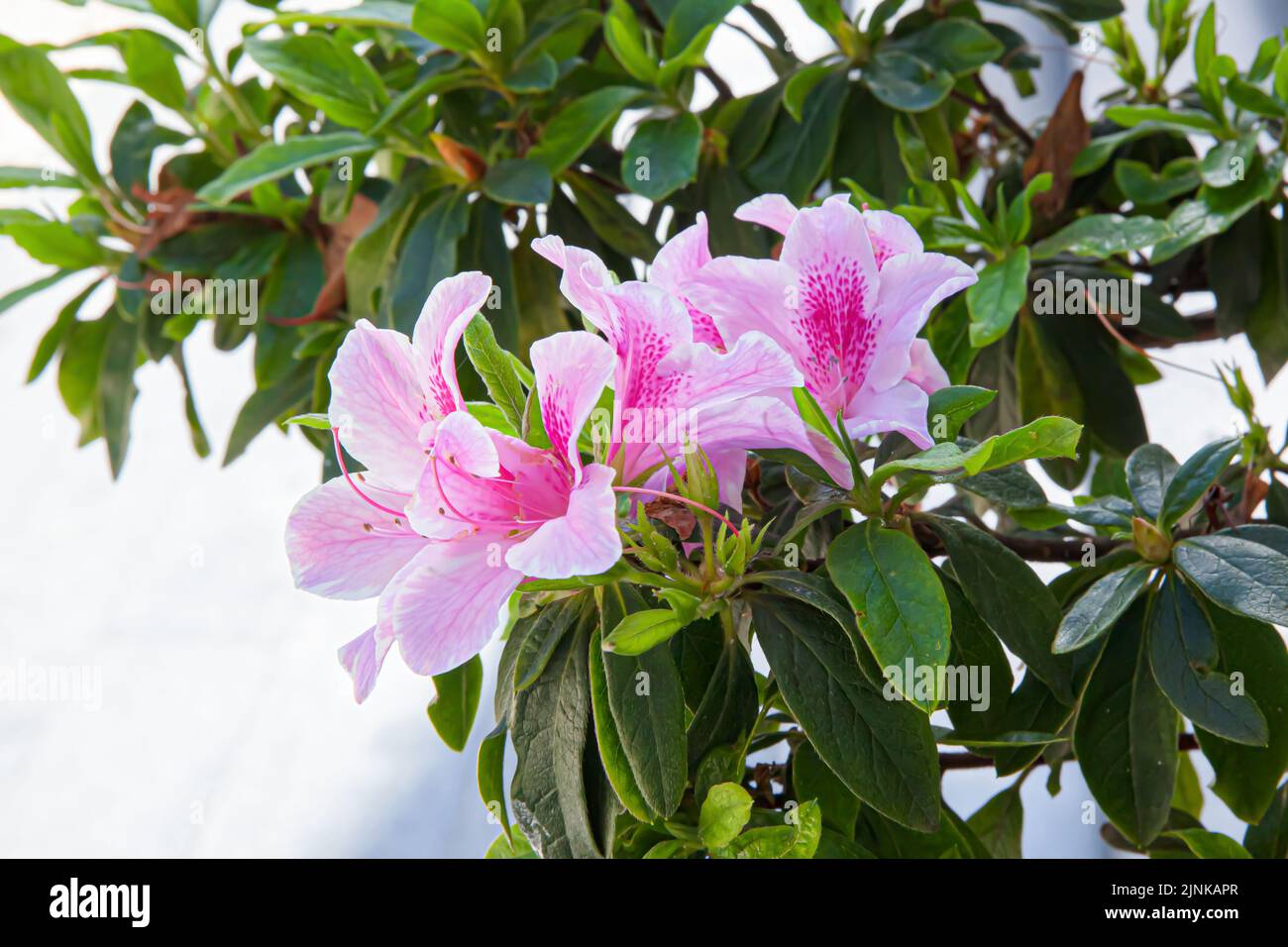 Azalea flowering plant blooming in sunny garden Stock Photo - Alamy