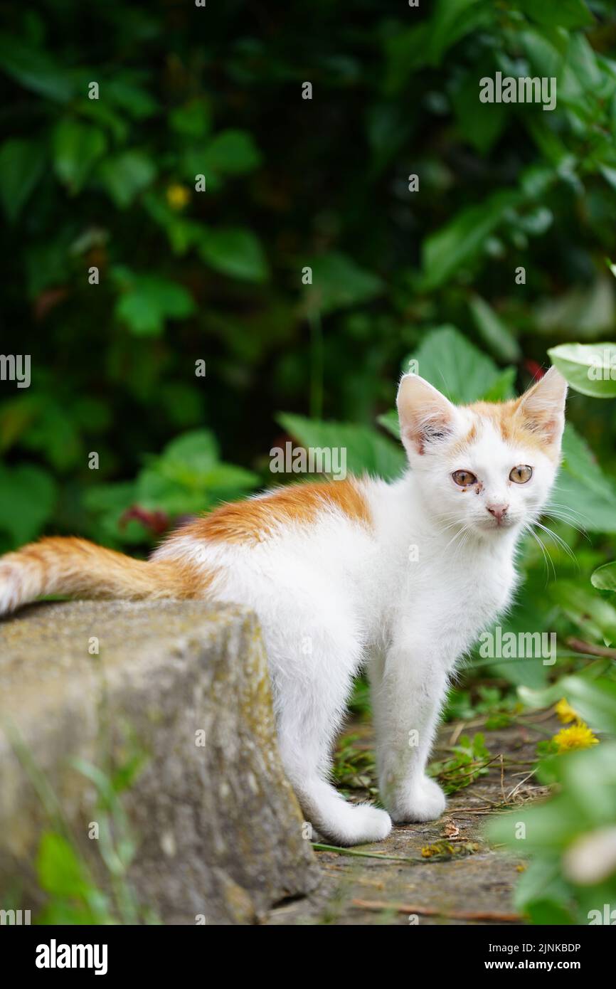 Time spent with cats is never wasted Stock Photo - Alamy