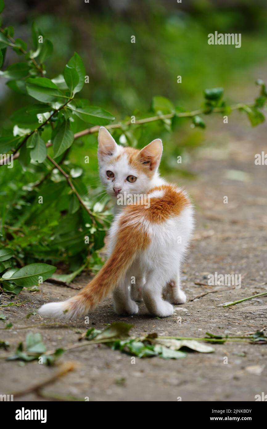 Time spent with cats is never wasted Stock Photo - Alamy