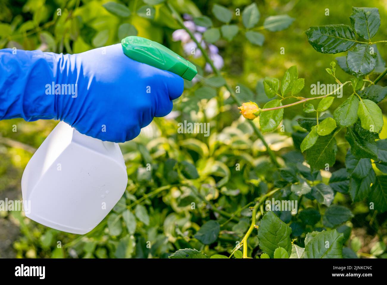 treatment in the garden of young shoots of roses from aphids ...