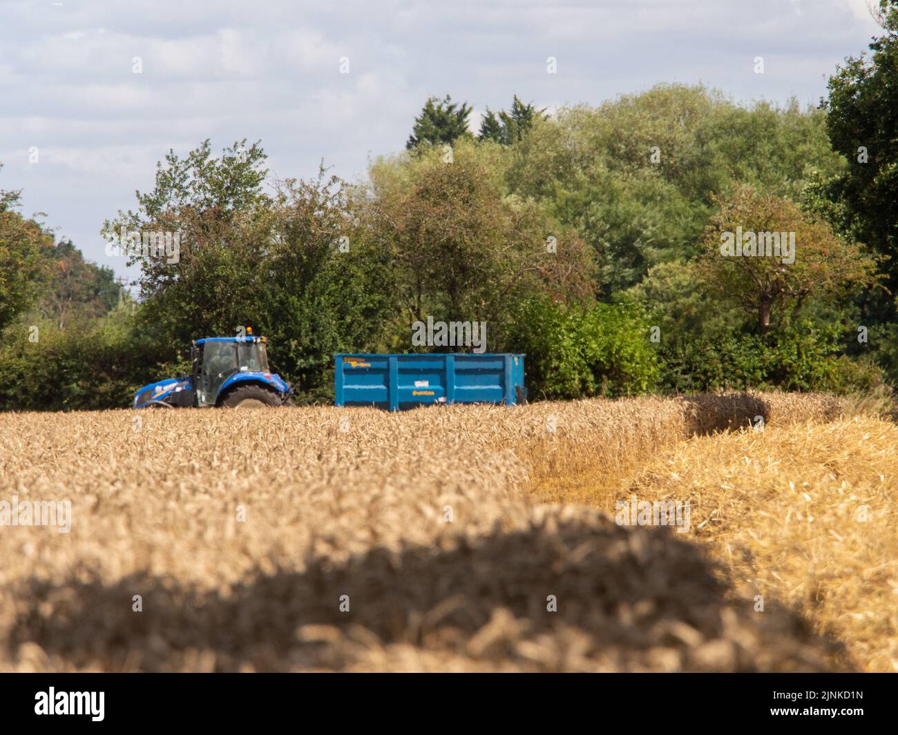 Pickmere Cheshire, August 4th 2022. Farmer taking advantage of the very ...