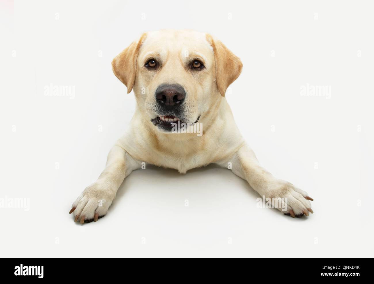 Portrait funny labrador retriever dog making a face. Isolated on white ...
