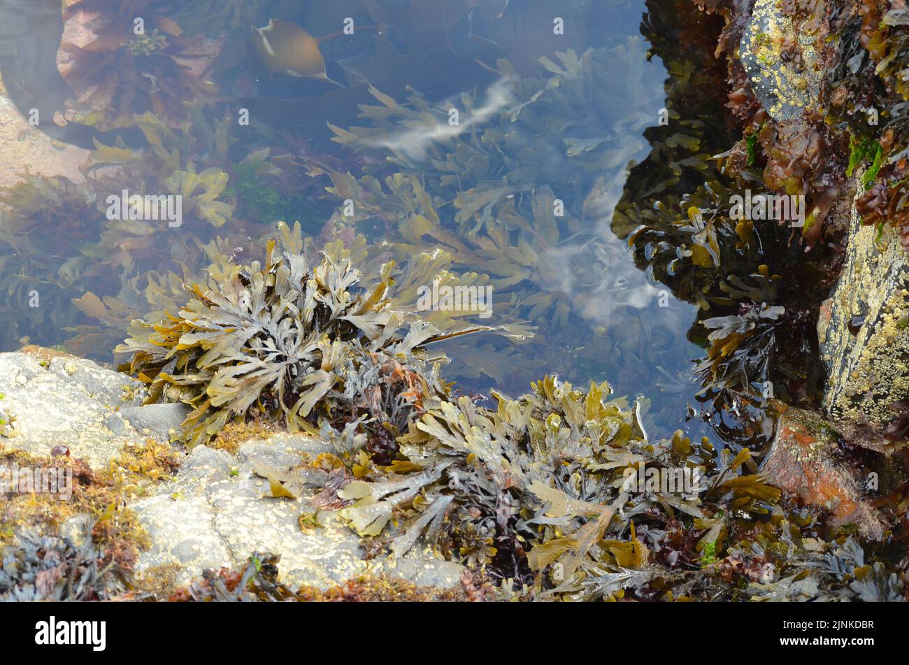 Tidal pools in the rocky coast of Cove Bay, Aberdeen, Scotland Stock ...