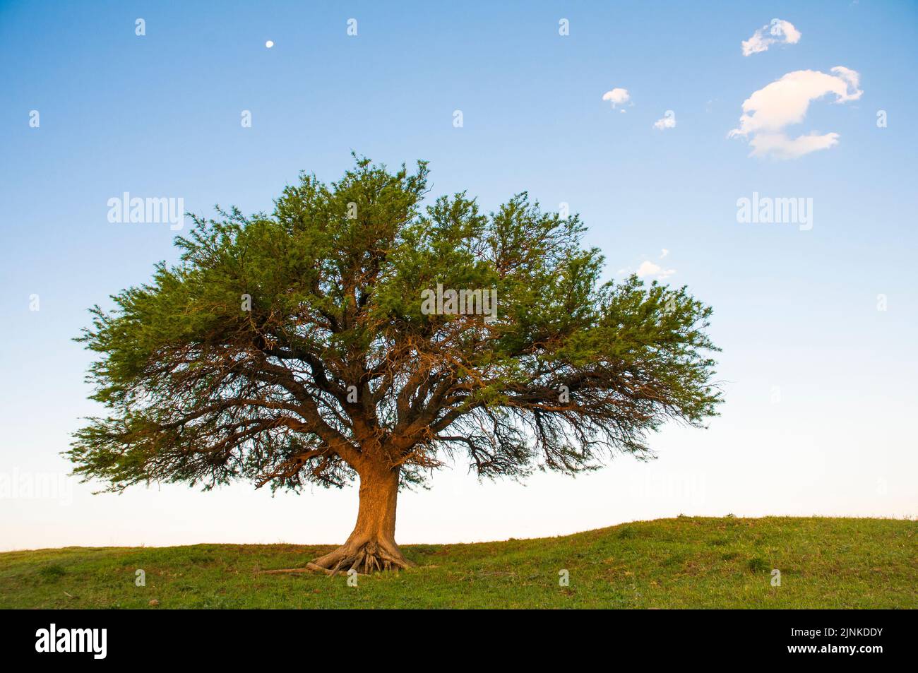 Calden tree, Prosopis Caldenia, in Pampas environment, La Pampa ...