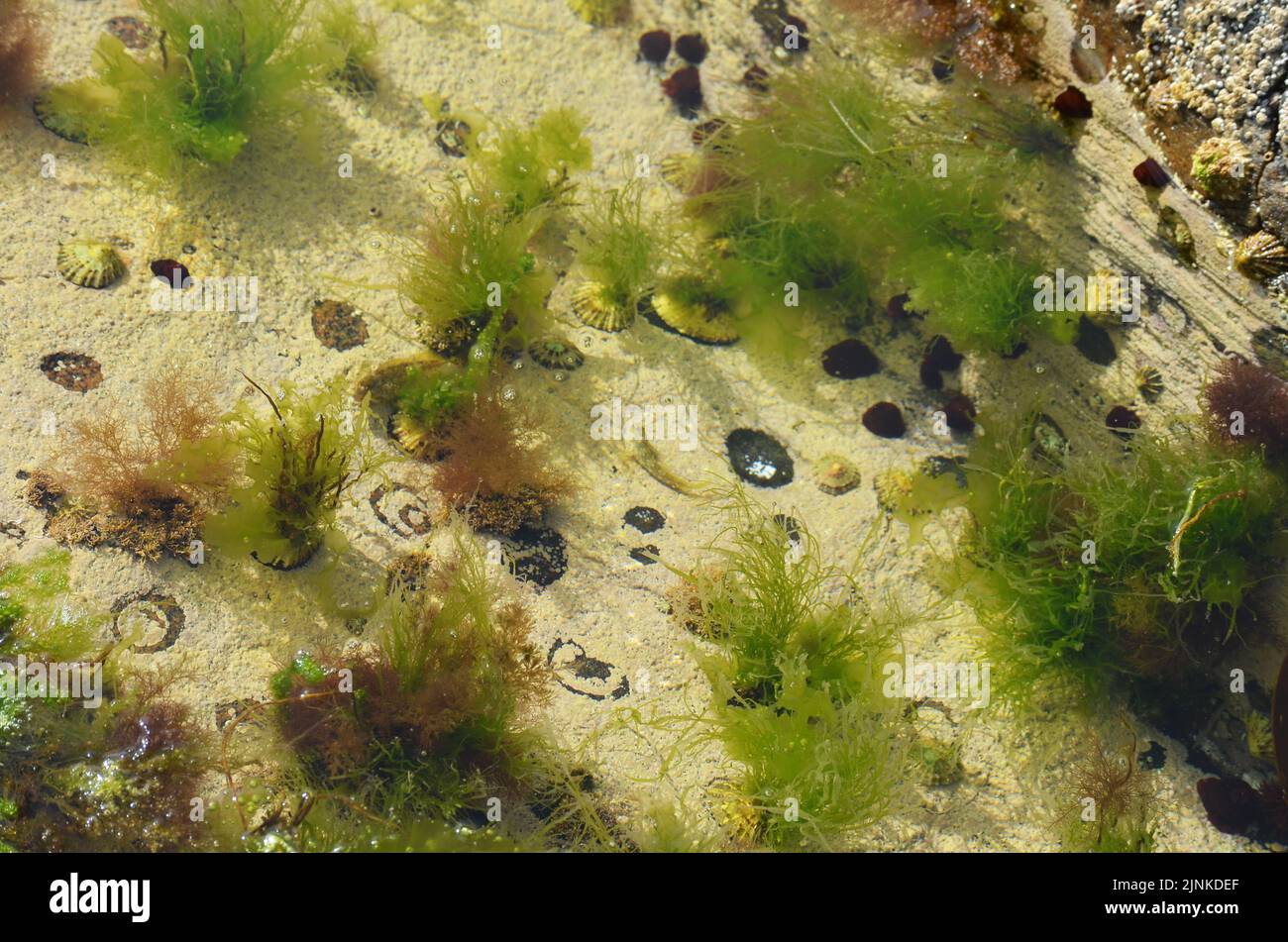 Tidal pools in the rocky coast of Cove Bay, Aberdeen, Scotland Stock ...