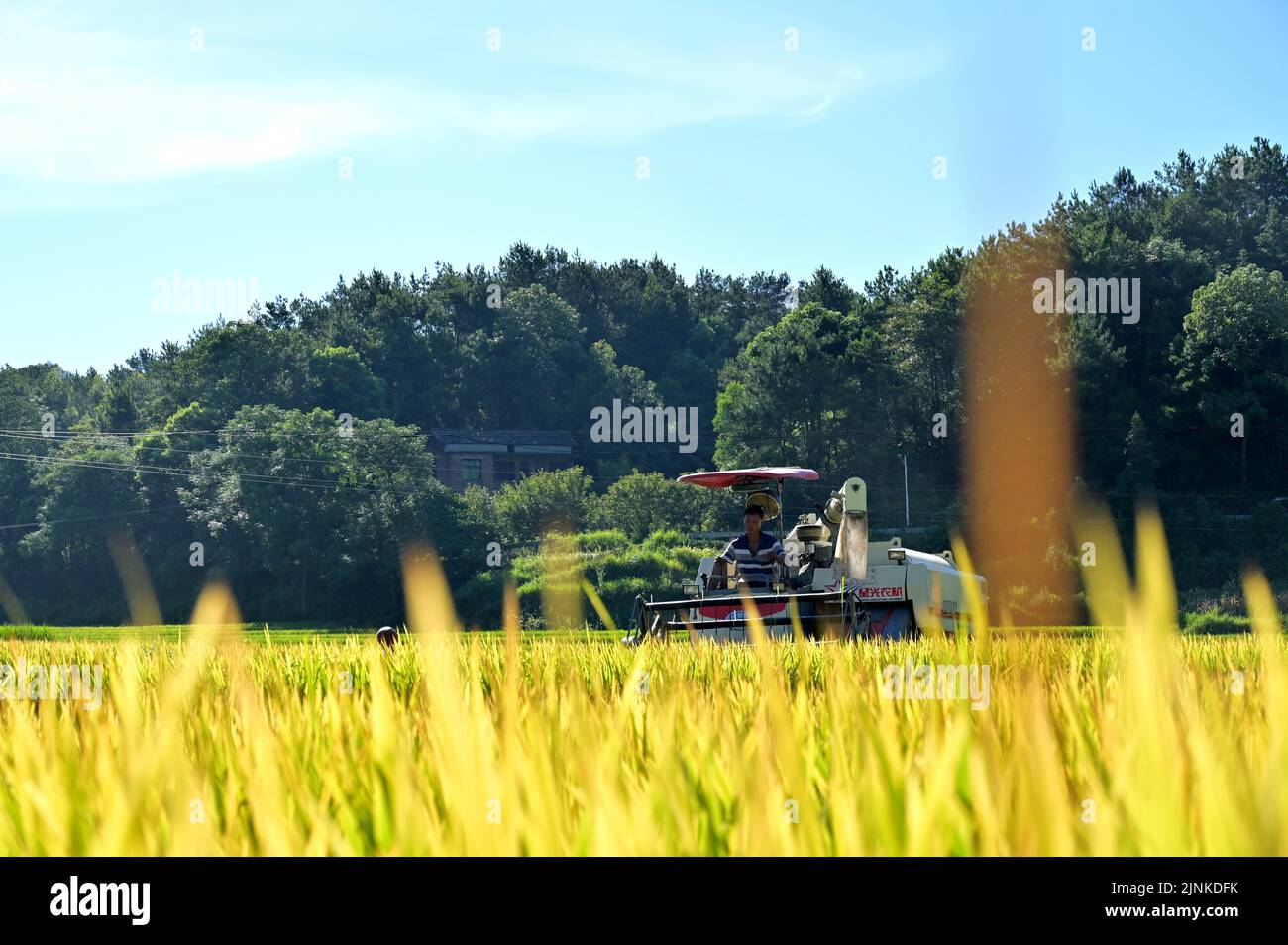 Rice reaper hi-res stock photography and images - Alamy