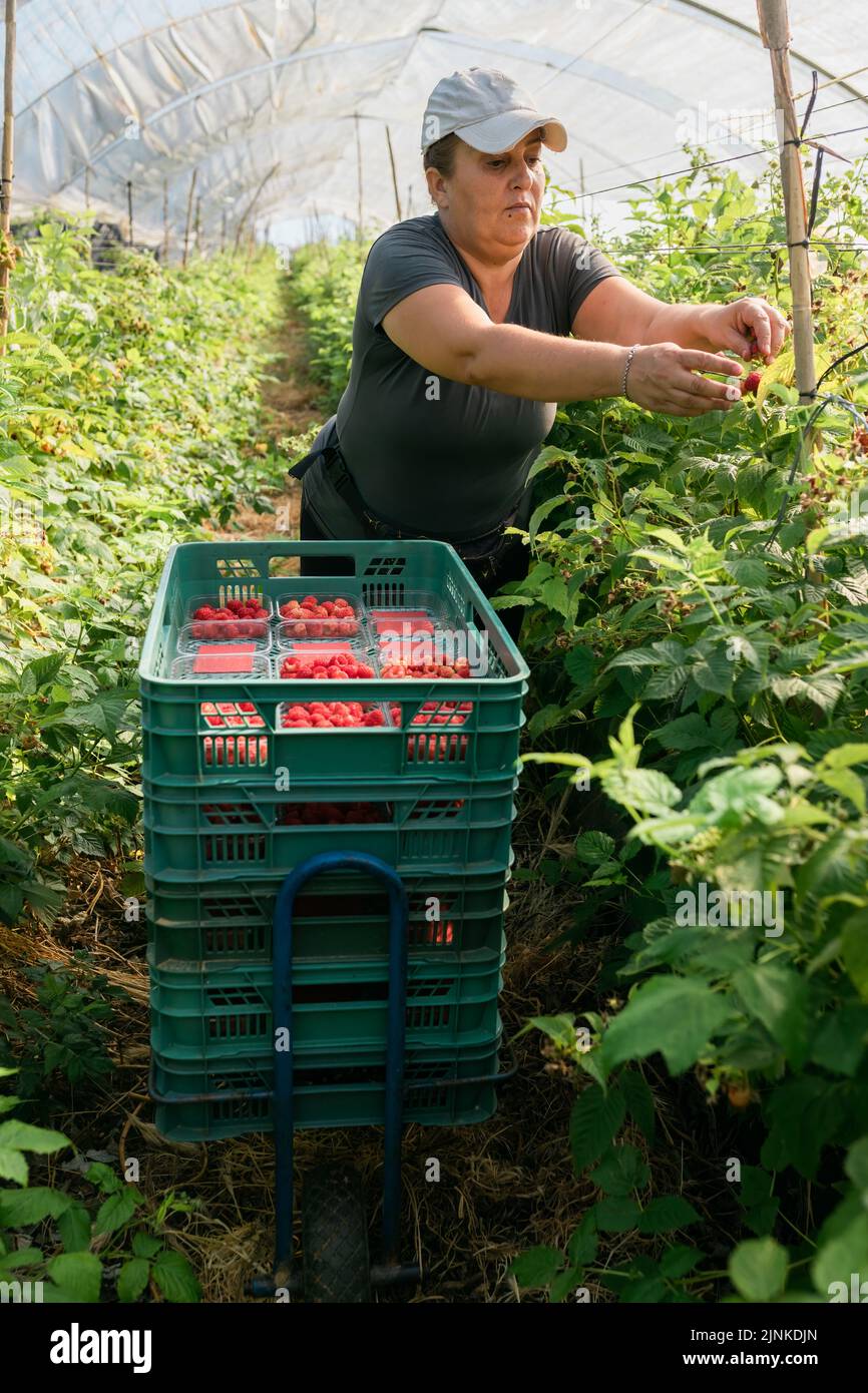 harvest, harvest helpers, himbeerplantage, harvests, harvest helper ...