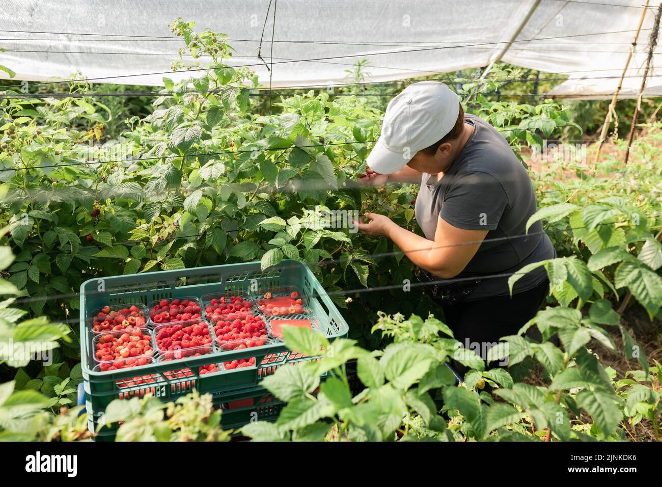 raspberry, harvesting, himbeerplantage, raspberries, havester Stock ...