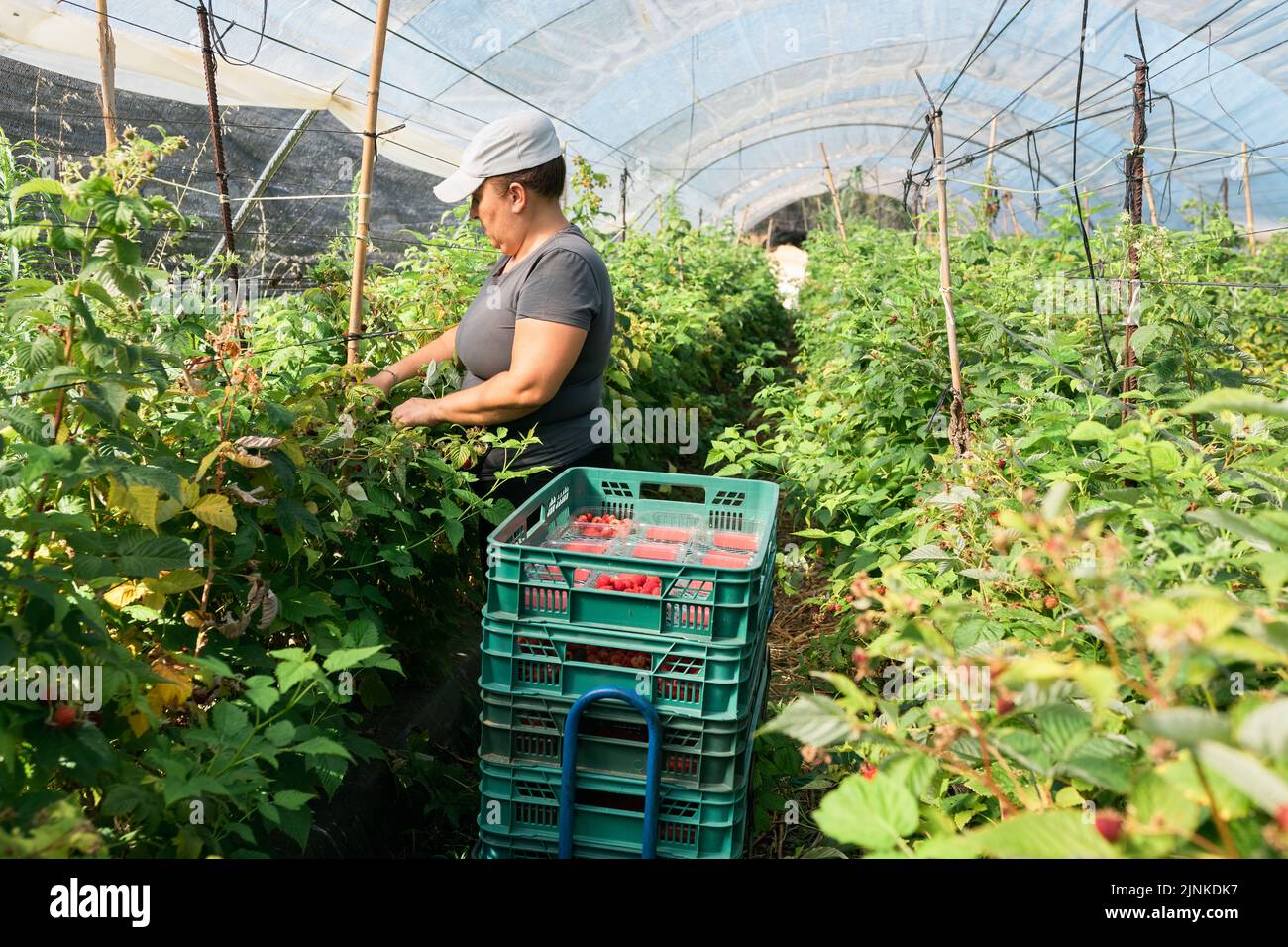 pick, harvest helpers, himbeerplantage, harvest helper Stock Photo - Alamy