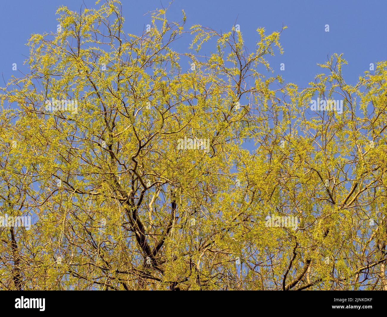Early spring leaves hi-res stock photography and images - Alamy