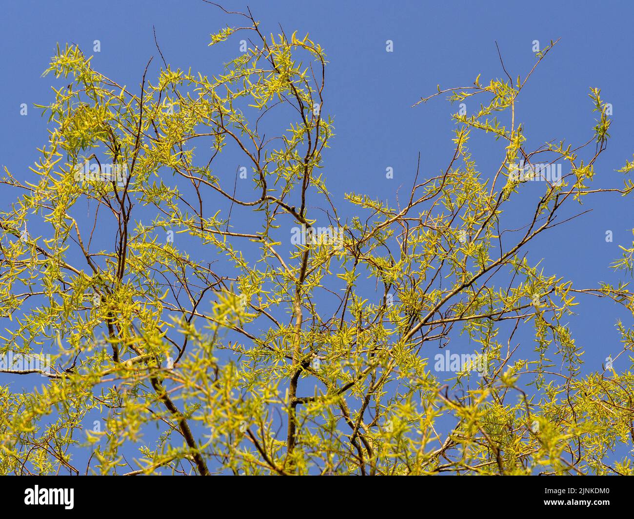 Black willow trees hi-res stock photography and images - Alamy