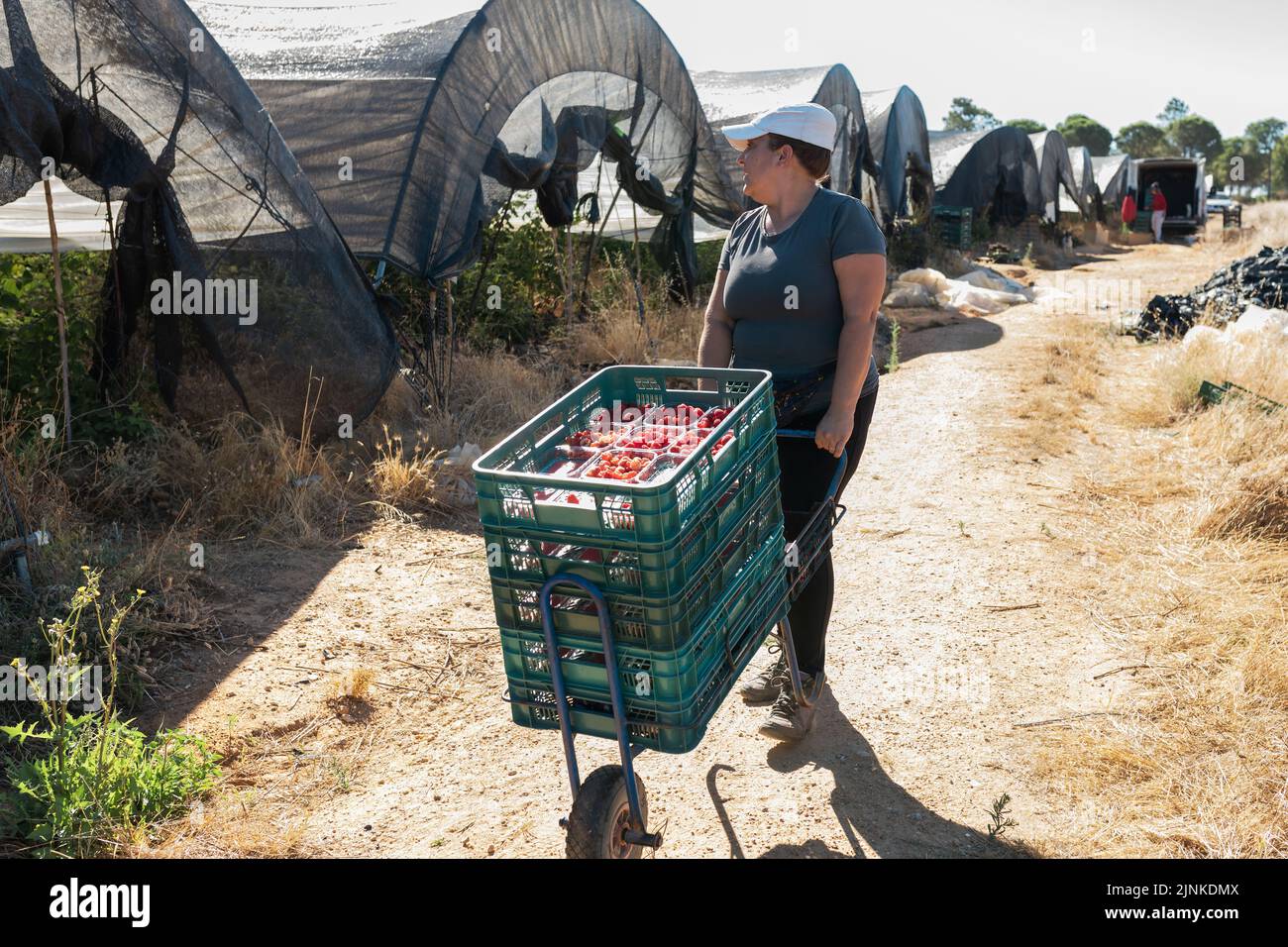 raspberry, greenhouse, himbeerplantage, schubkarren, raspberries ...
