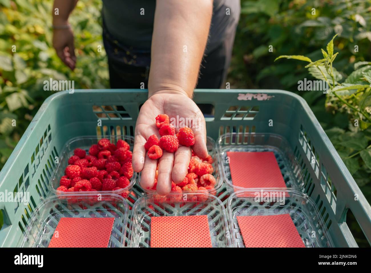 raspberry, harvest, chest, himbeerplantage, raspberries, harvests ...