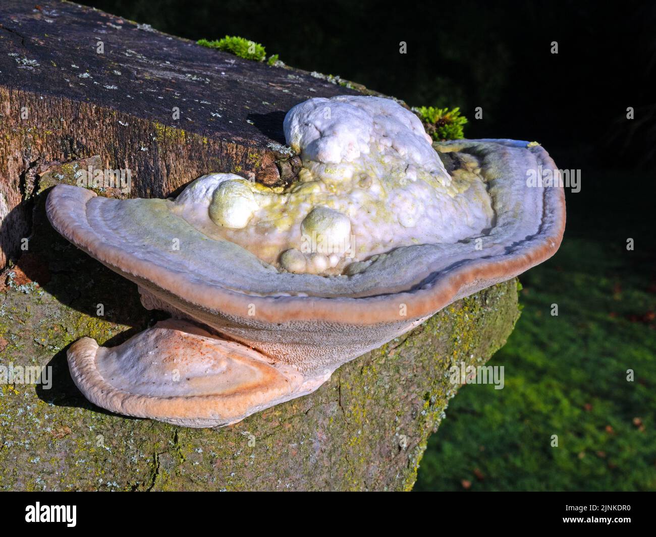 Hymenochaetaceae fungi growing on tree in woodland, Arley Hall ...
