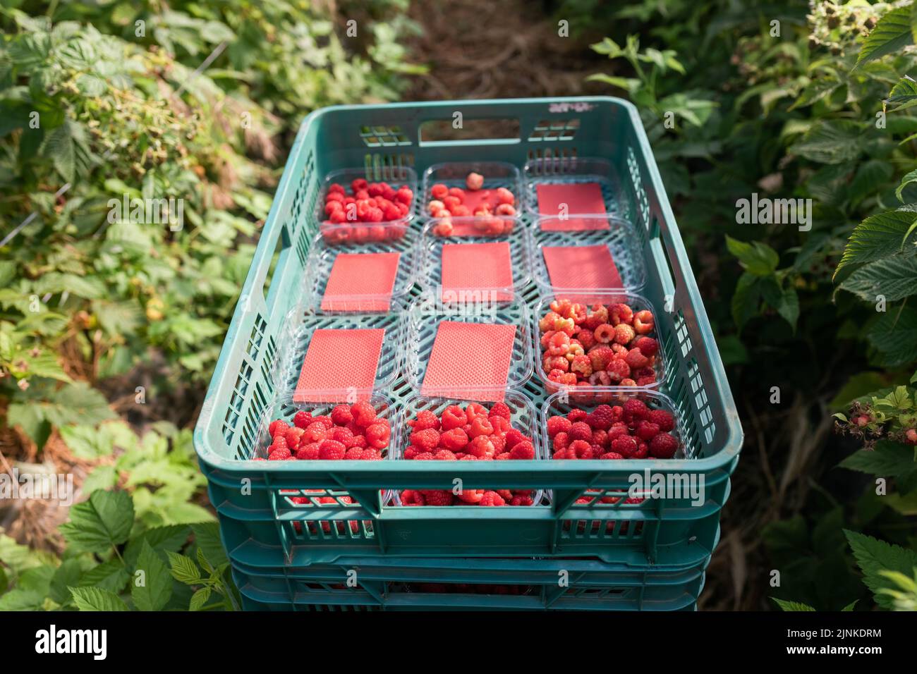 raspberry, harvest, chest, himbeerplantage, raspberries, harvests ...
