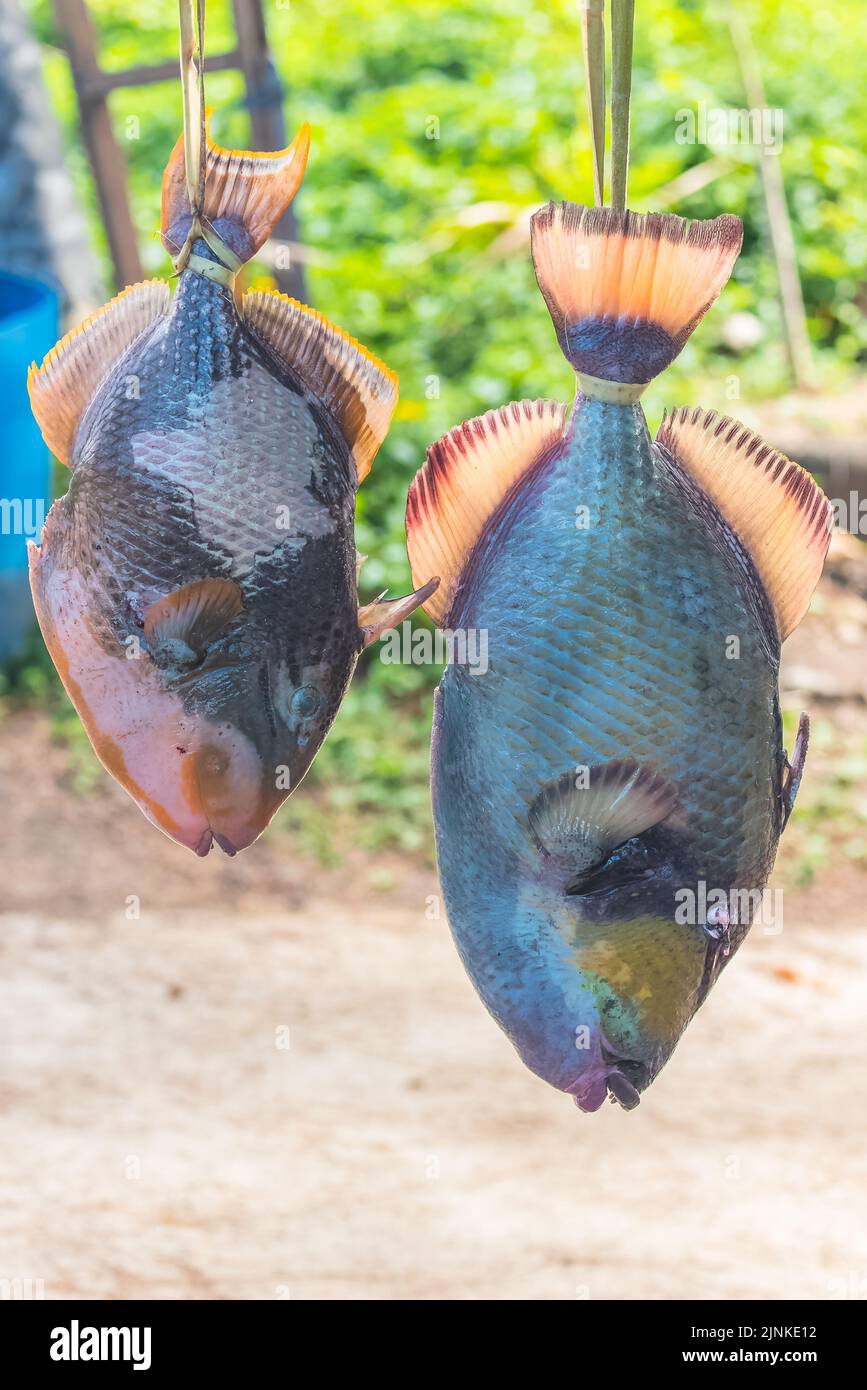 Parrot fish sold on the road, fresh fish hung upside down on a market ...