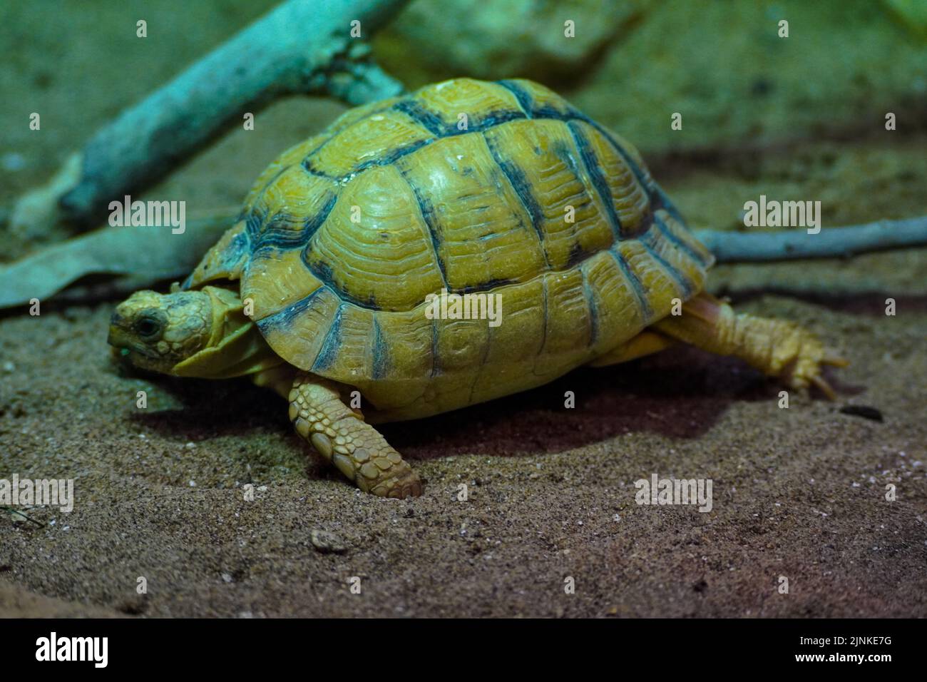 Egyptian tortoise hi-res stock photography and images - Alamy