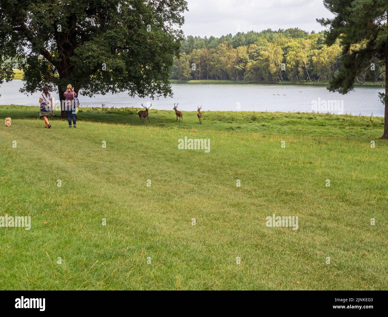 Roe deer in the spring at Tatton Park, Knutsford, Cheshire, Uk Stock ...