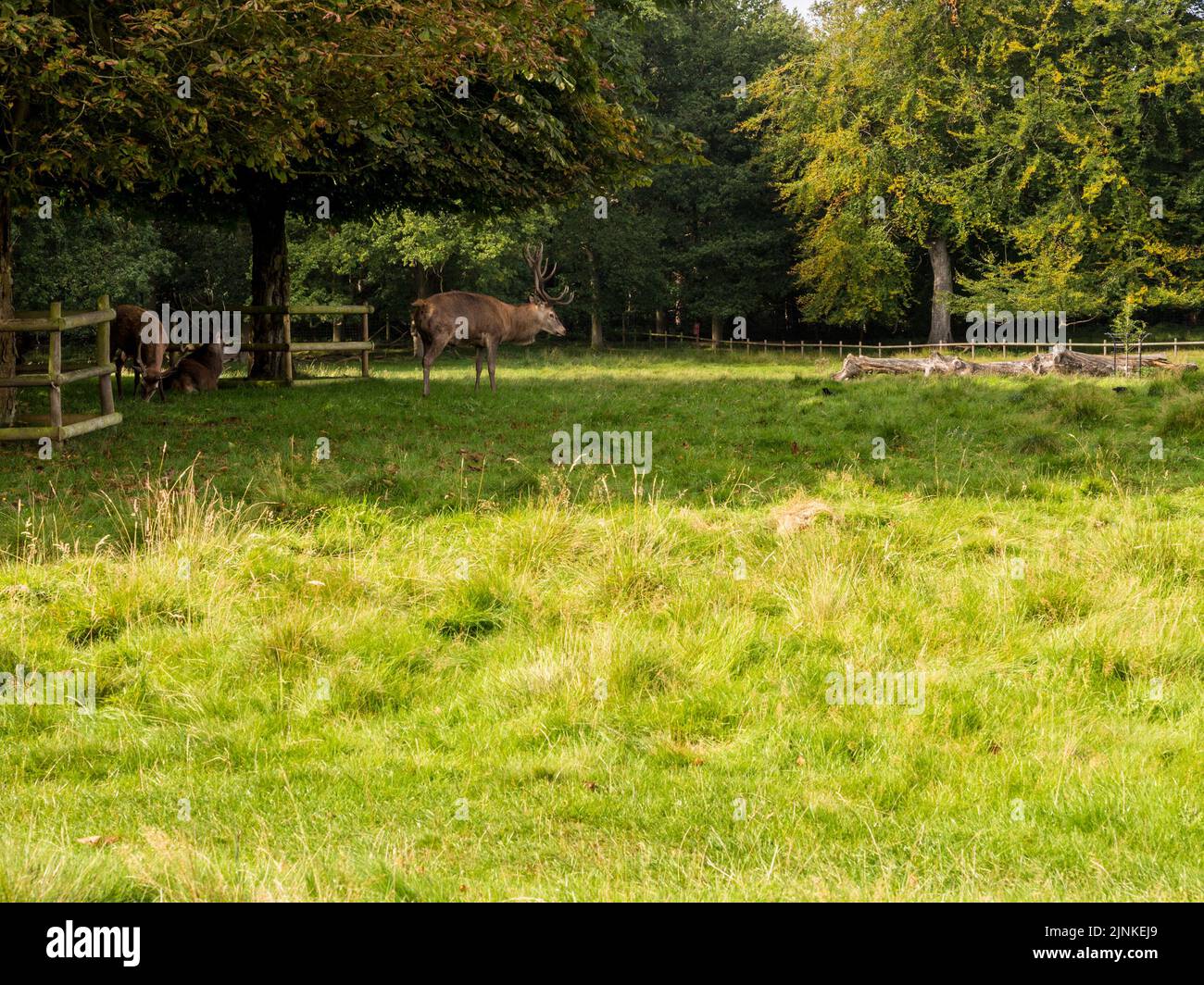 Tatton park deer hi-res stock photography and images - Alamy