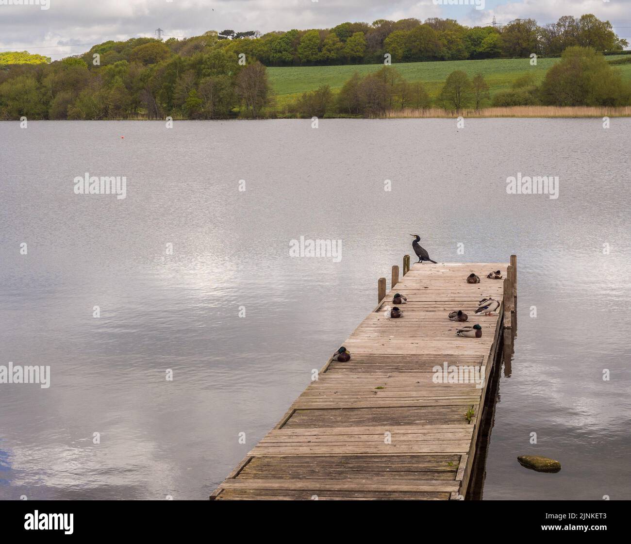 Cormorant drying out after his fishing trip at Pickmere Lake, Knutsford ...